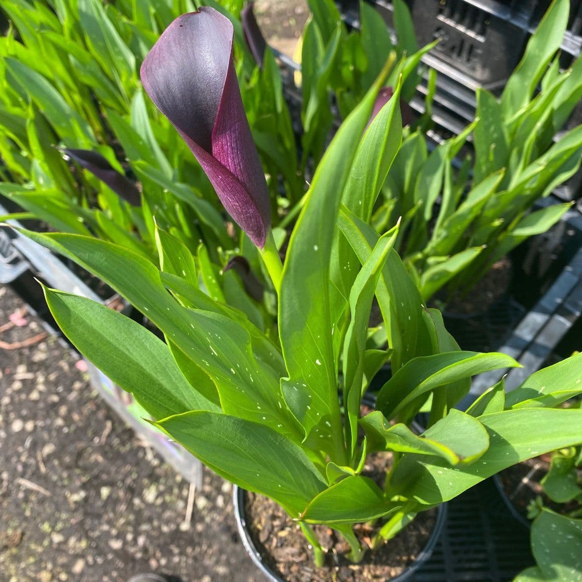 Ready Potted 1 Litre Pot Zantedeschia Black Star Calla Arum Lily Bulbs