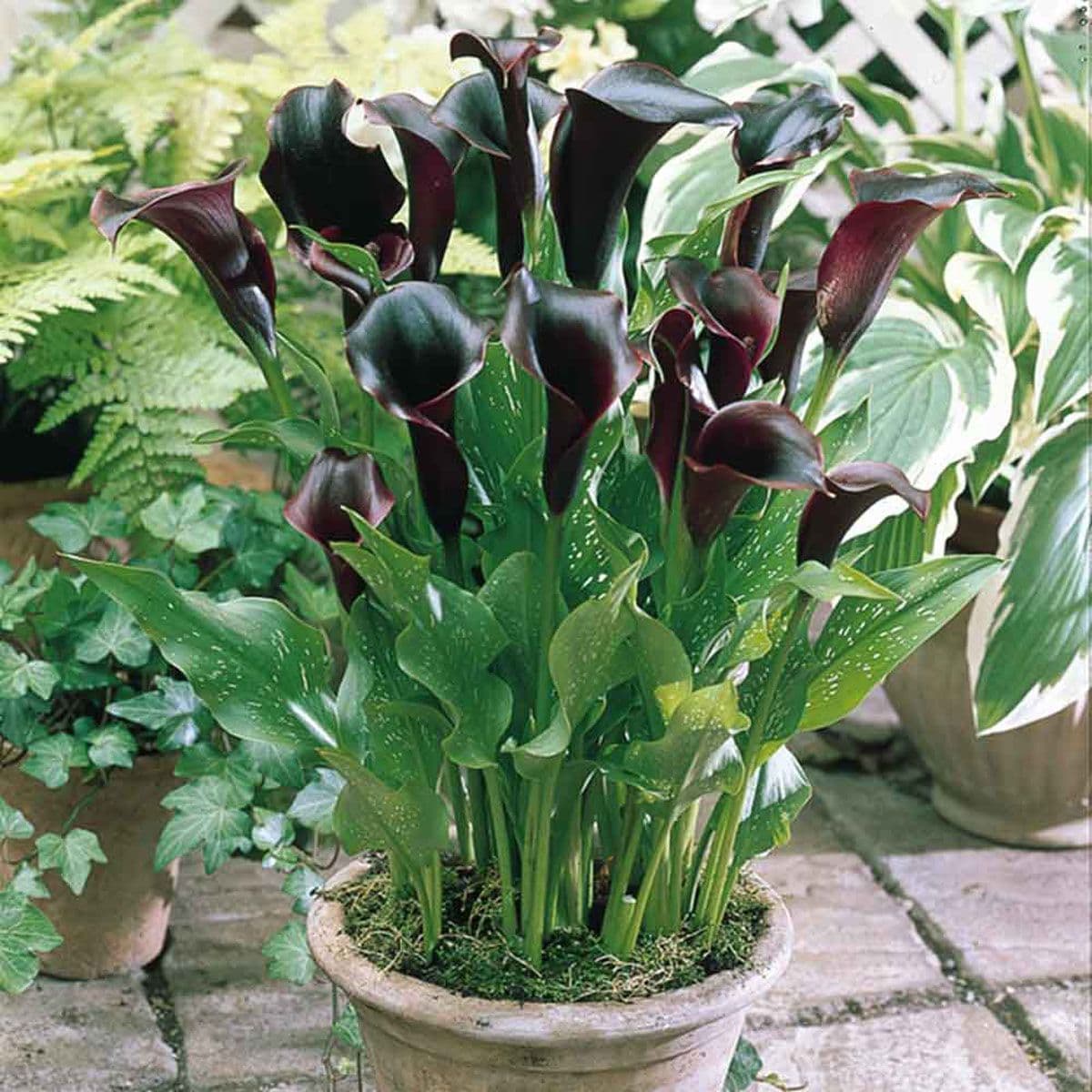 Ready Potted 1 Litre Pot Zantedeschia Black Star Calla Arum Lily Bulbs