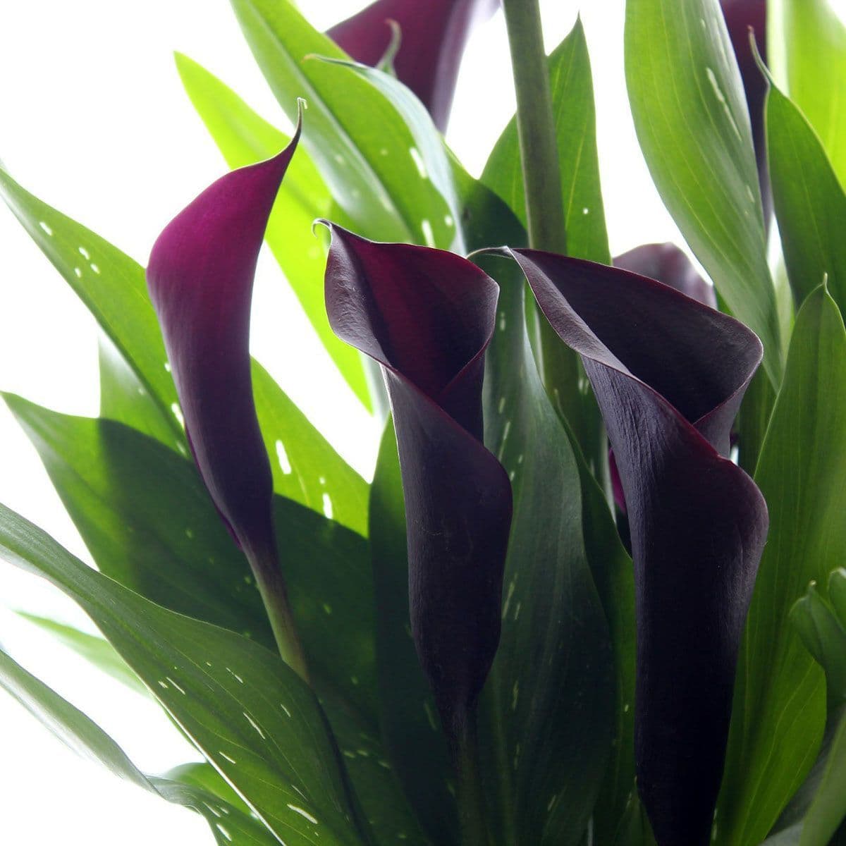 Ready Potted 1 Litre Pot Zantedeschia Black Star Calla Arum Lily Bulbs