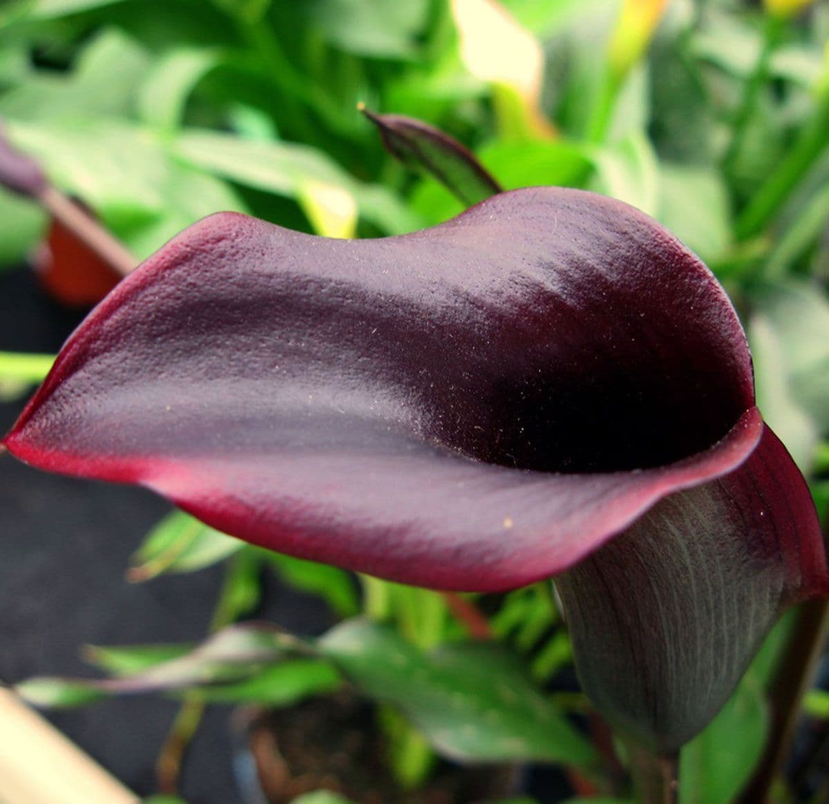 Ready Potted 1 Litre Pot Zantedeschia Black Star Calla Arum Lily Bulbs