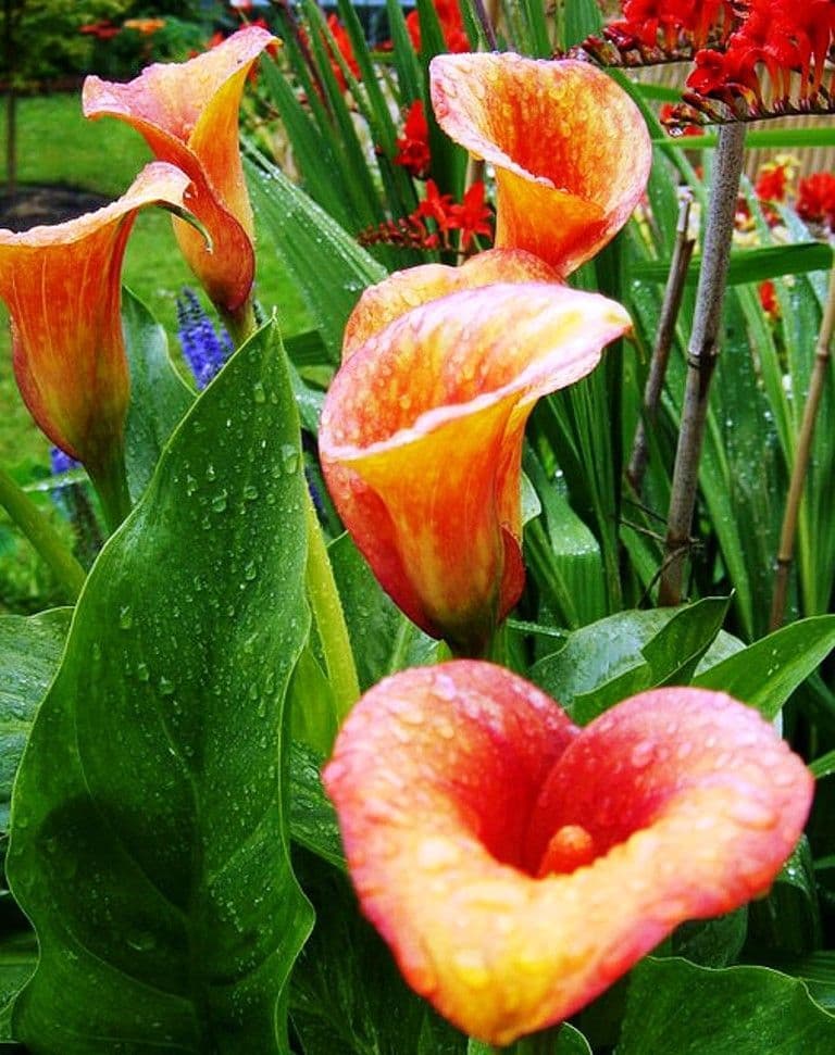 Ready Potted 1 Litre Pot Zantedeschia Flame Calla Arum Lily