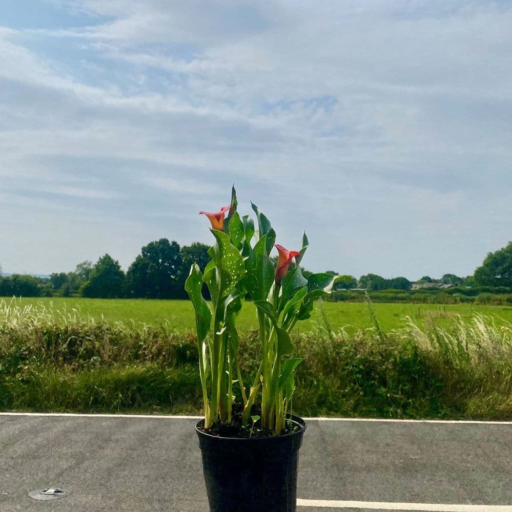 Ready Potted 1 Litre Pot Zantedeschia Flame Calla Arum Lily