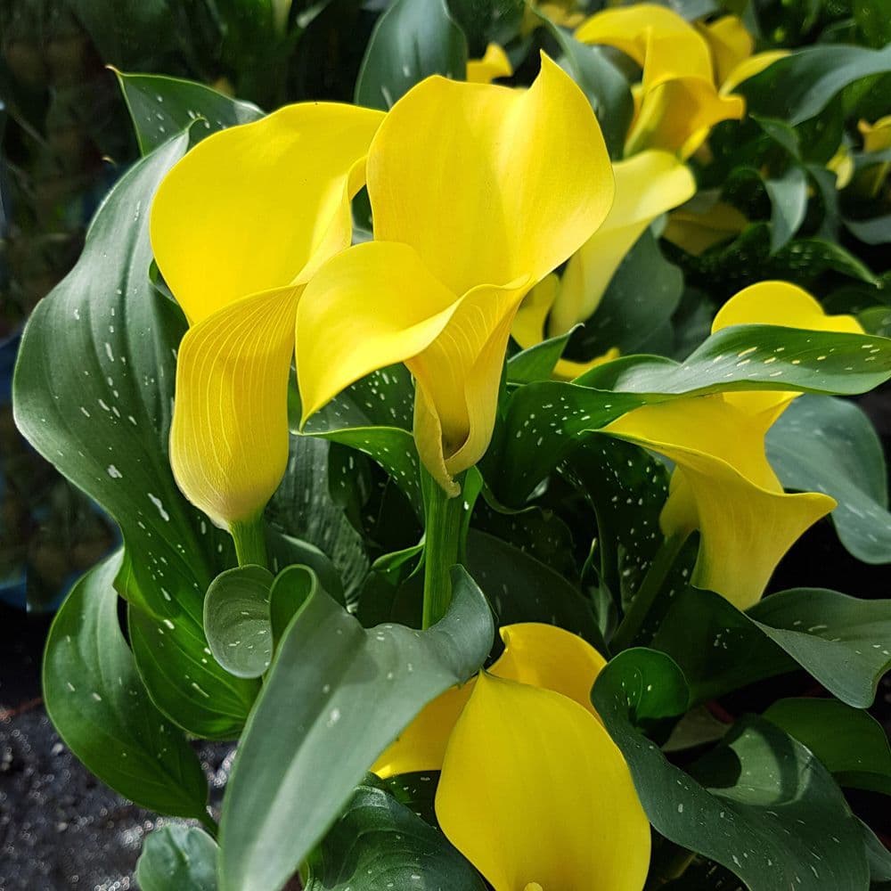 Ready Potted 1 Litre Pot Zantedeschia Florex Gold Calla Arum Lily