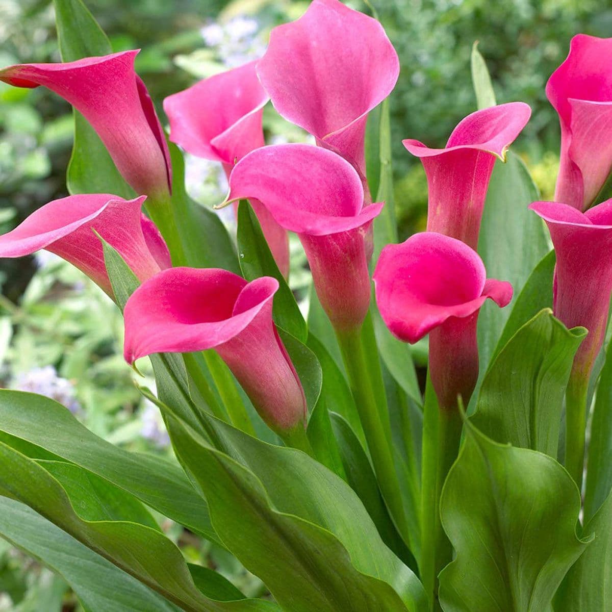 Ready Potted 1 Litre Pot Zantedeschia Pink Giant Calla Arum Lily