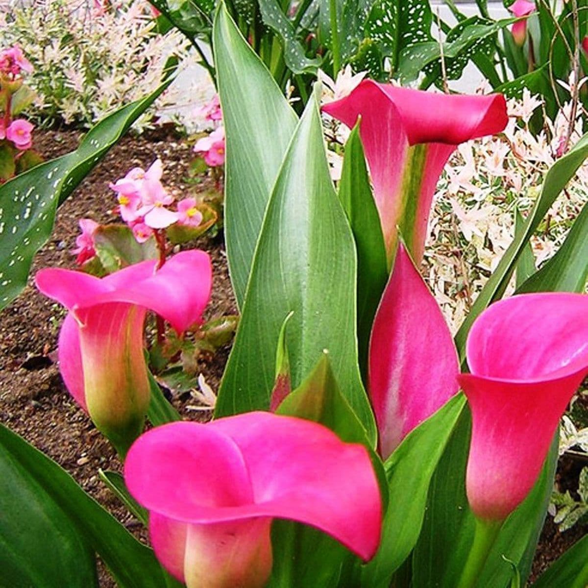 Ready Potted 1 Litre Pot Zantedeschia Pink Giant Calla Arum Lily