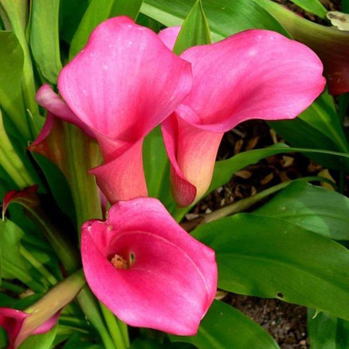 Ready Potted 1 Litre Pot Zantedeschia Pink Giant Calla Arum Lily
