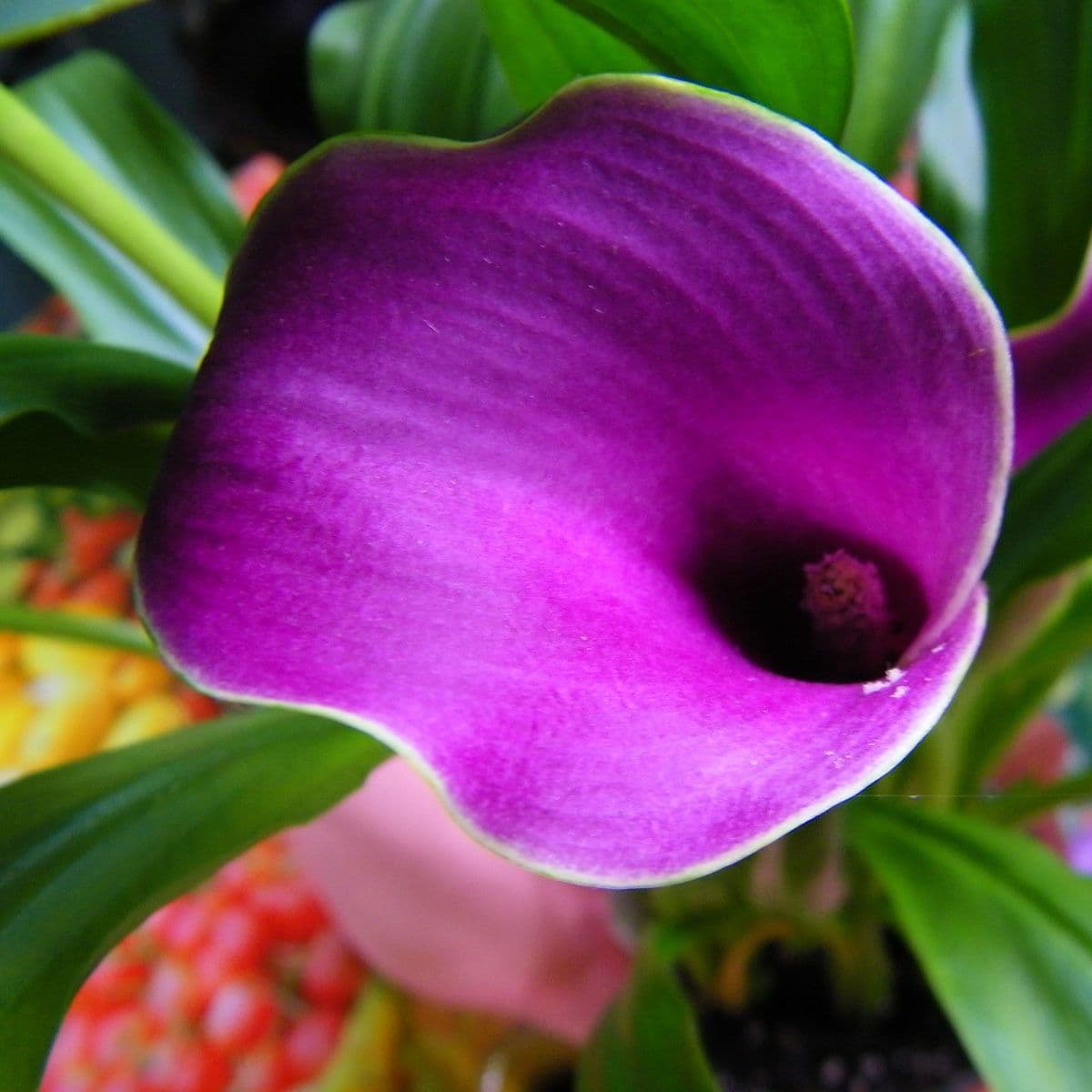 Ready Potted 1 Litre Pot Zantedeschia Purple Heart Calla Arum Lily