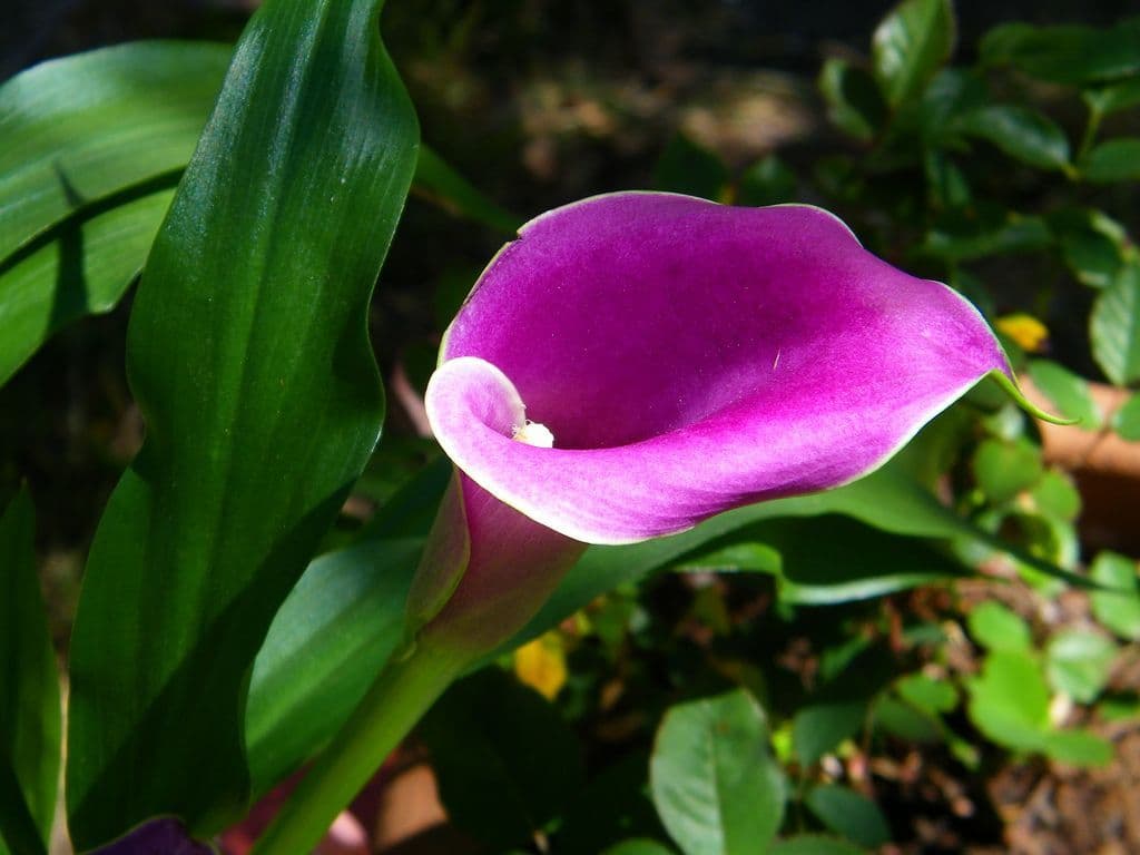Ready Potted 1 Litre Pot Zantedeschia Purple Heart Calla Arum Lily