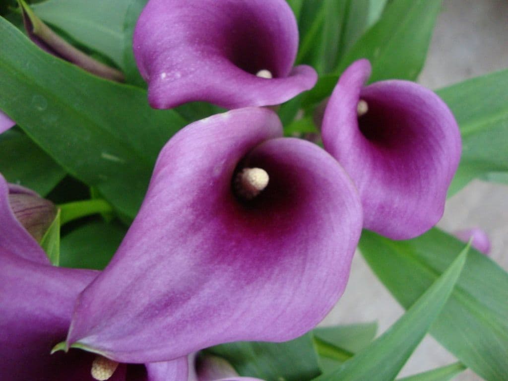Ready Potted 1 Litre Pot Zantedeschia Purple Heart Calla Arum Lily