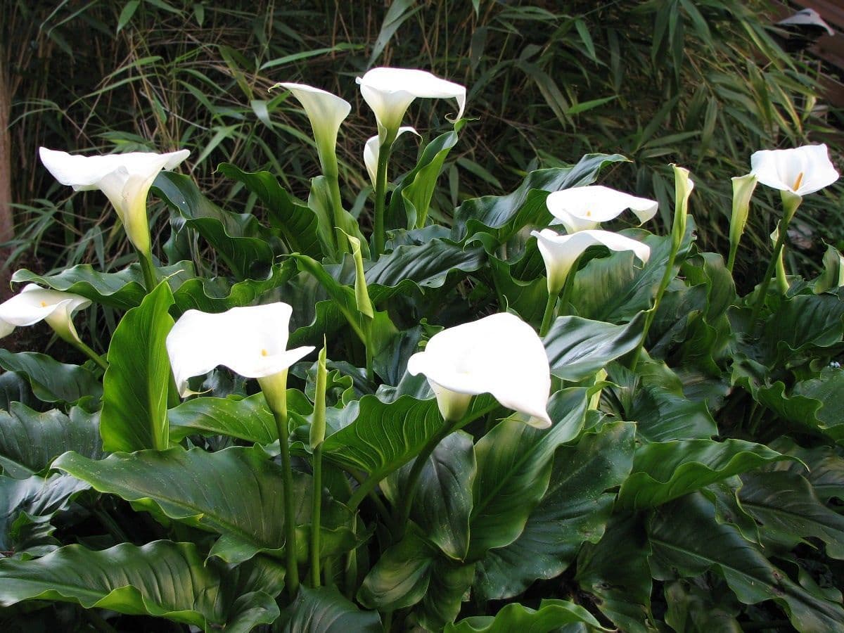Ready Potted 1 Litre Pot Zantedeschia White Calla Arum Lily