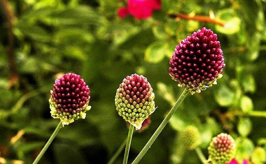 Ready Potted 1litre Pot Allium Sphaerocephalon