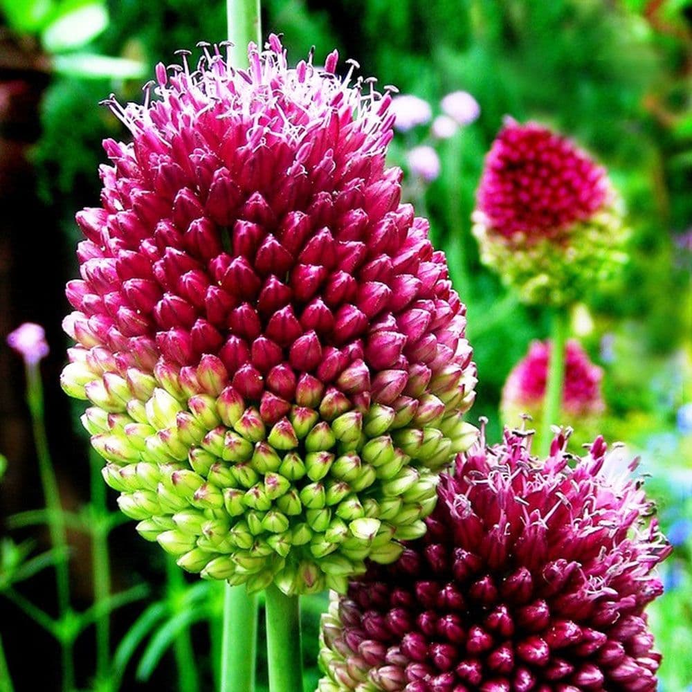 Ready Potted 1litre Pot Allium Sphaerocephalon