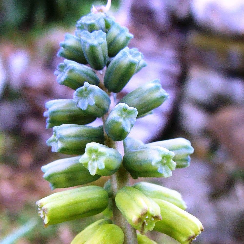 Ready Potted 9cm Pot Muscari Golden Fragrance Grape Hyacinths