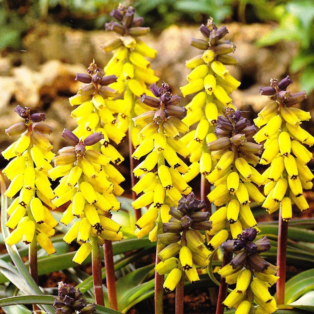 Ready Potted 9cm Pot Muscari Golden Fragrance Grape Hyacinths