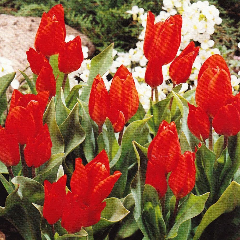 Ready Potted 9cm Pot PRAESTANS FUSILIER BOTANICAL MULTI-FLOWERING ...