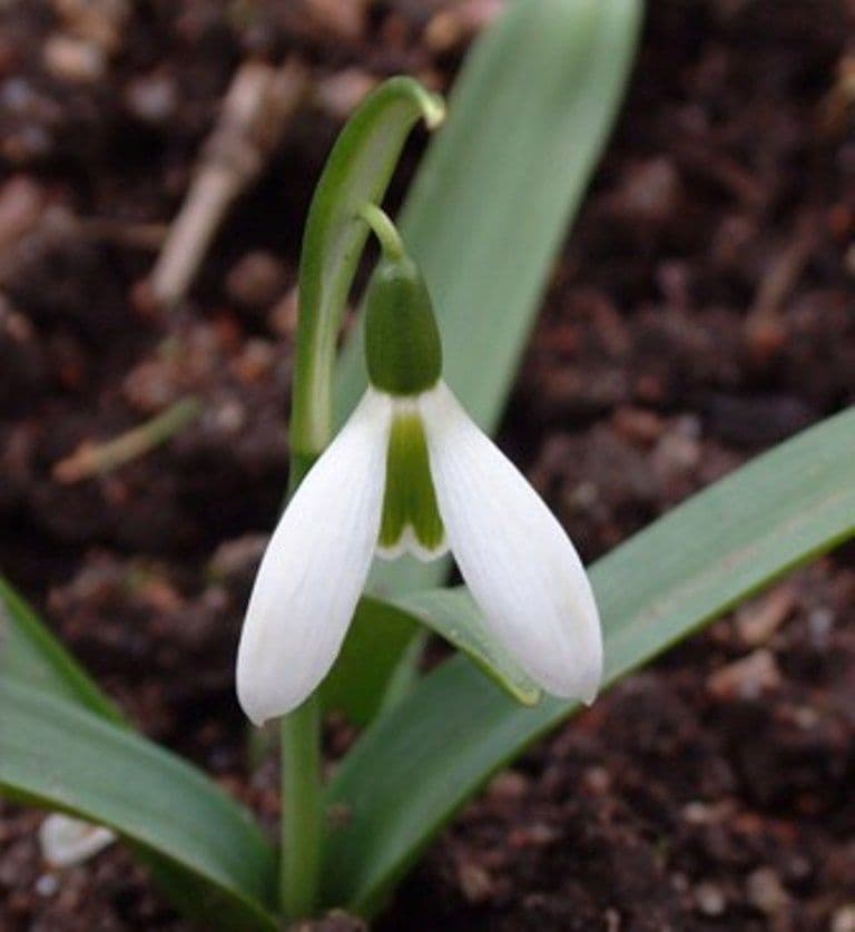 Ready Potted 9cm Pot SNOWDROP GALANTHUS IKARIAE WORONOWII