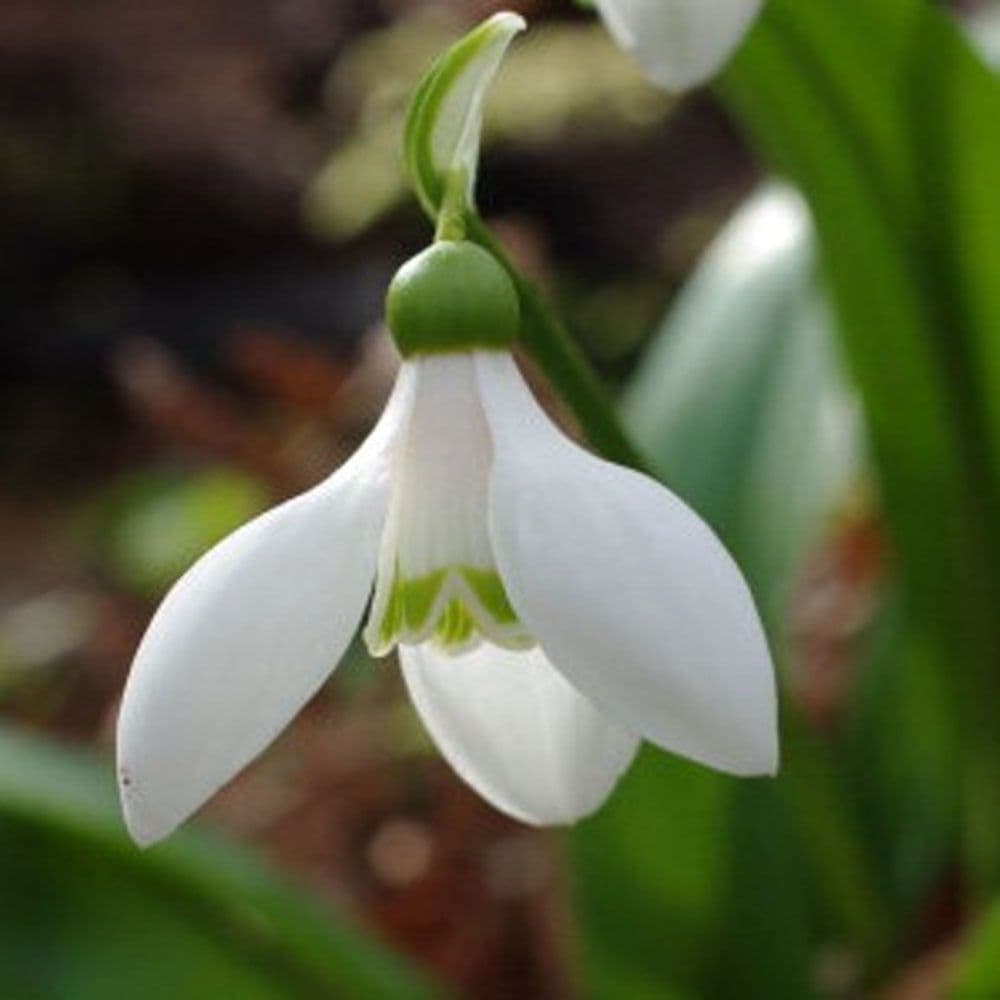 Ready Potted 9cm Pot SNOWDROP GALANTHUS IKARIAE WORONOWII