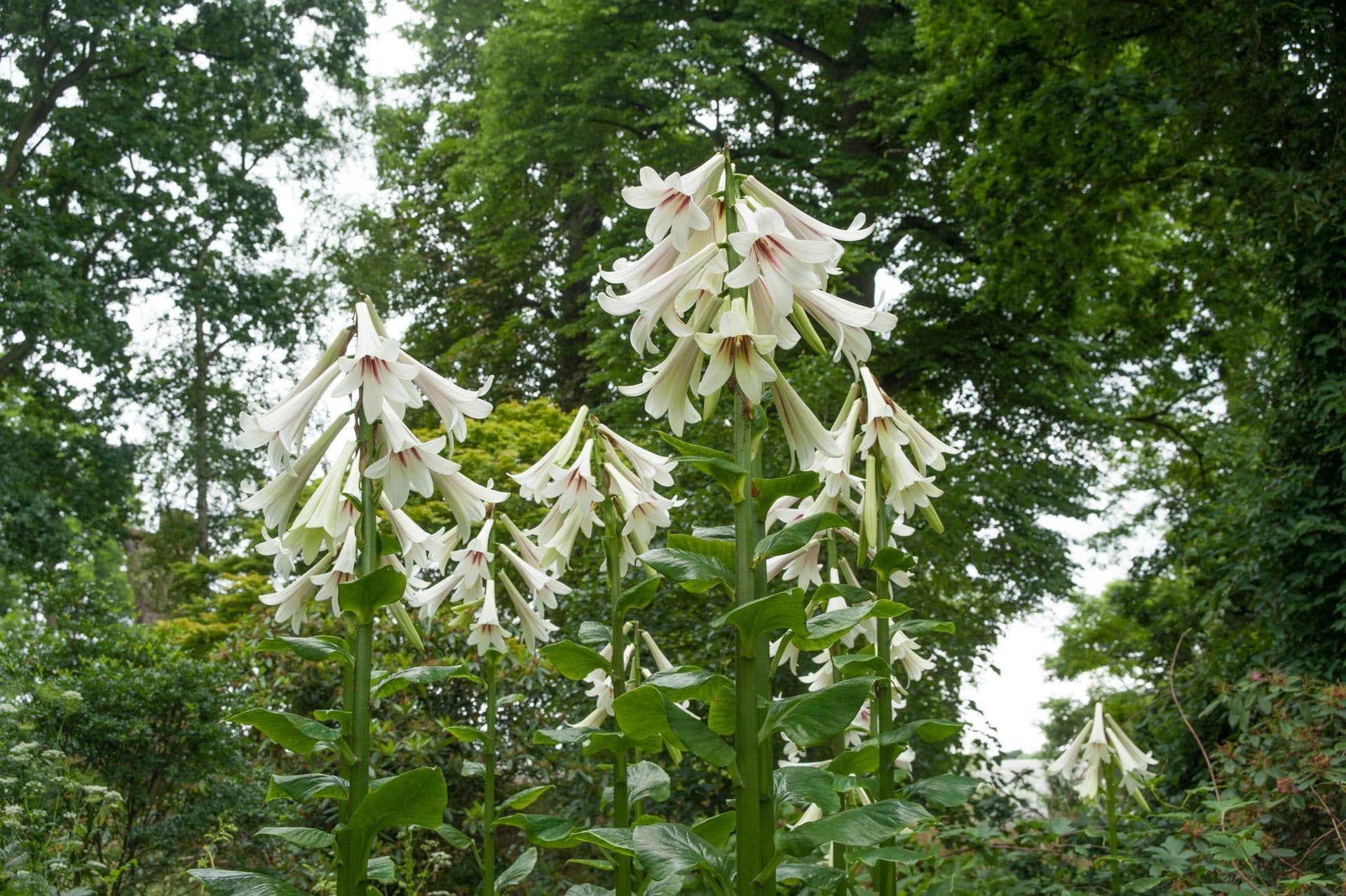 Ready Potted CARDIOCRINUM GIGANTEUM GIANT HIMALAYAN LILY