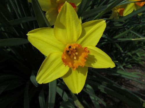 RED DEVON LARGE CUPPED DAFFODIL