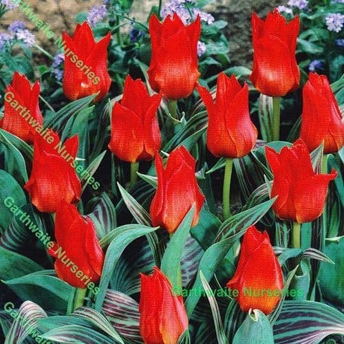 Red Riding Hood Greigii Tulip Bulbs