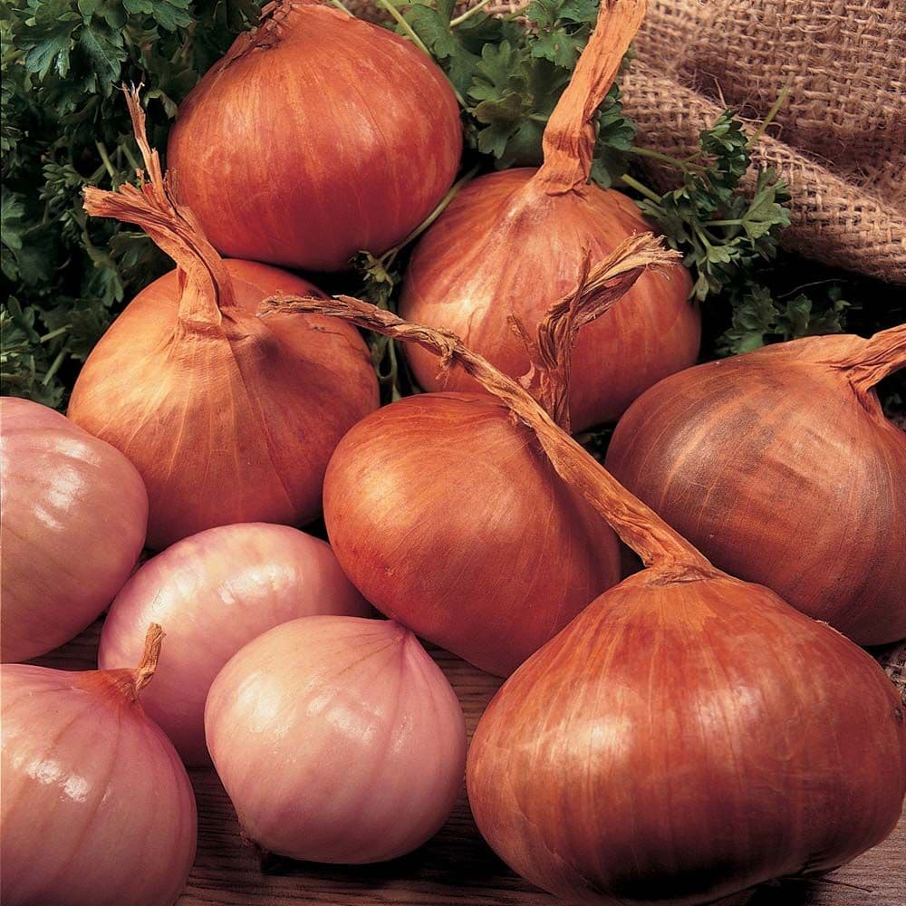 RED SUN SHALLOTS