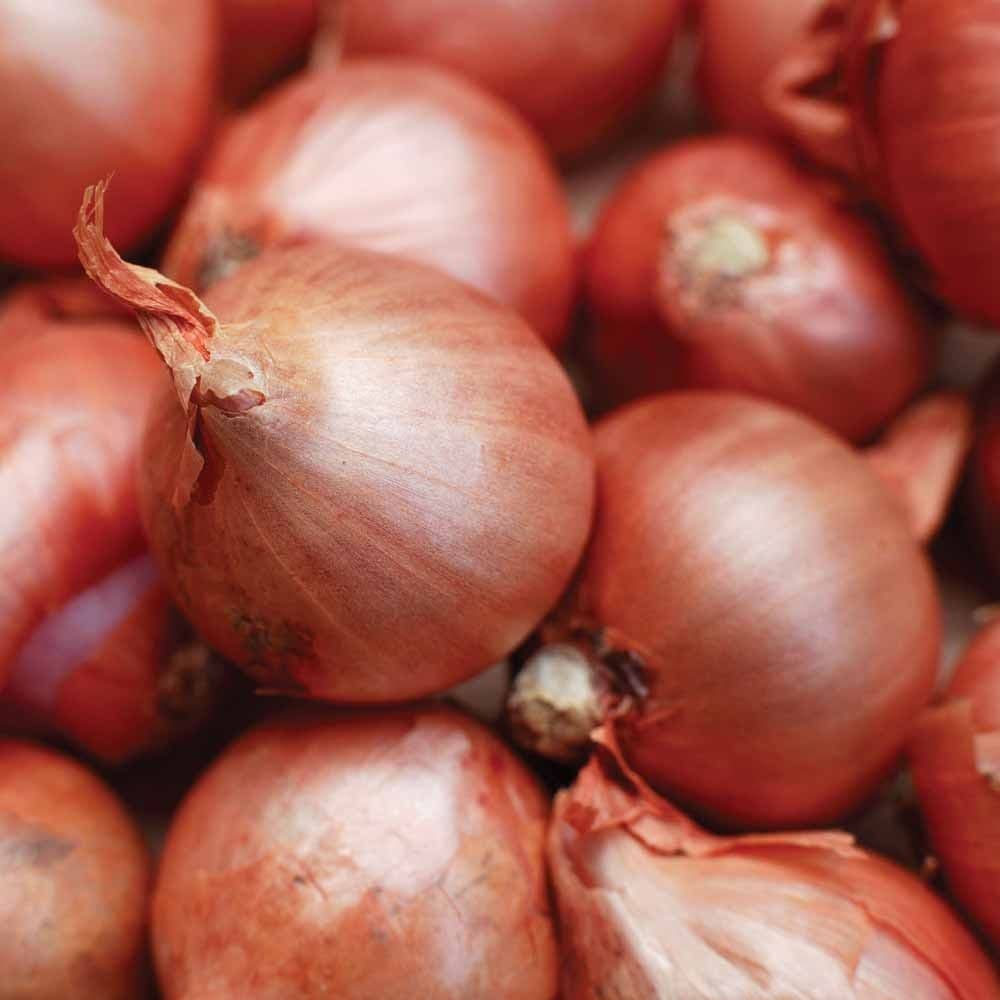 RED SUN SHALLOTS