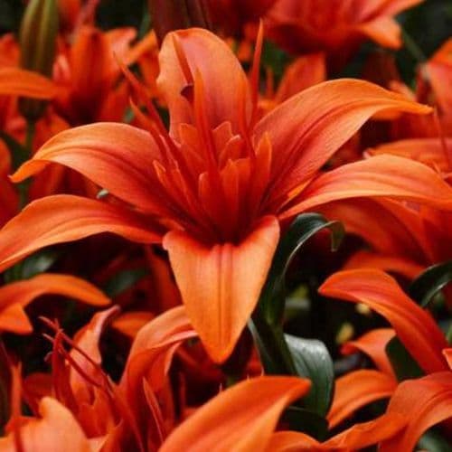 RED TWIN DOUBLE POLLEN FREE ASIATIC LILY