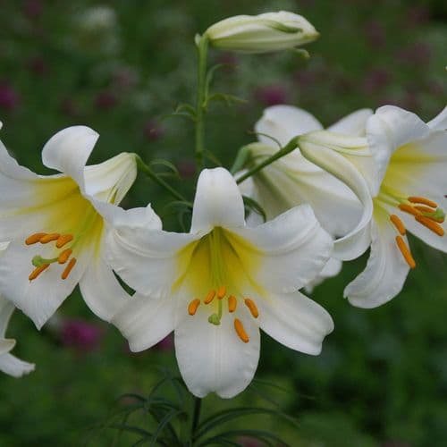 REGALE TRUMPET LILY