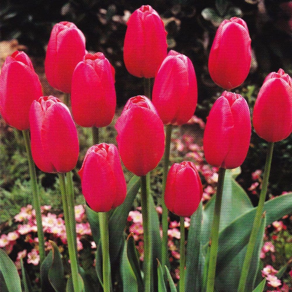 RENOWN SINGLE LATE TULIP