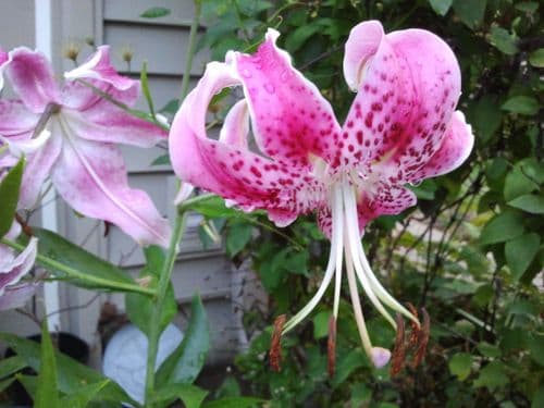 SPECIOSUM RUBRUM UCHIDA SPECIE LILY