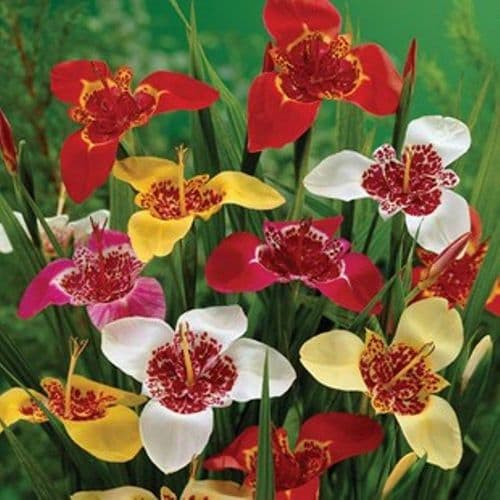TIGRIDIA PAVONIA MIXED