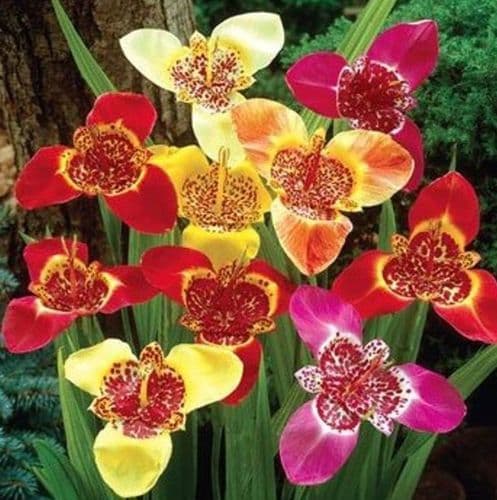 TIGRIDIA PAVONIA MIXED