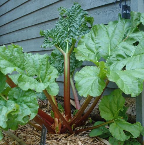 TIMPERLEY RHUBARB CROWNS