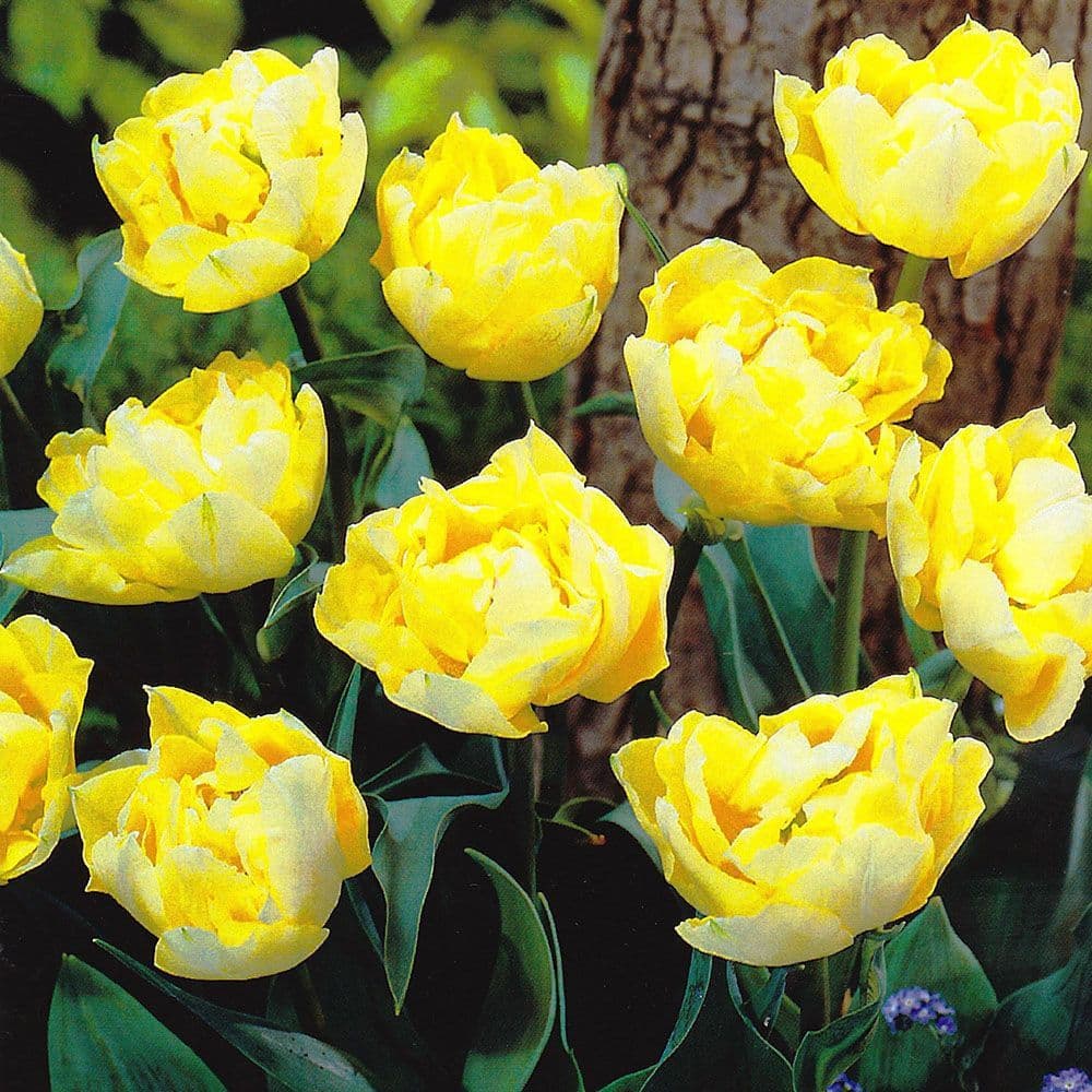 VERONA DOUBLE EARLY TULIPS