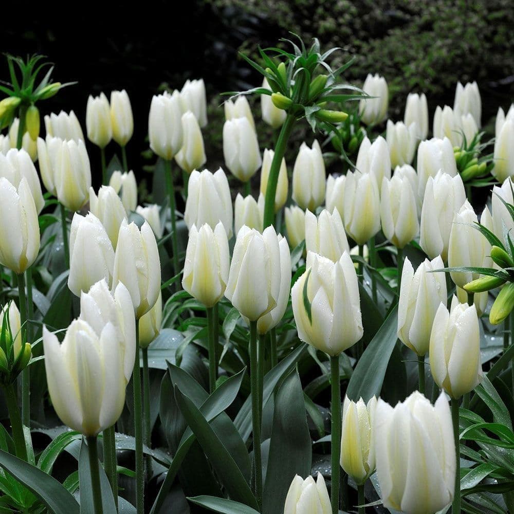 WHITE PURISSIMA/WHITE EMPEROR TULIPA FOSTERIANA