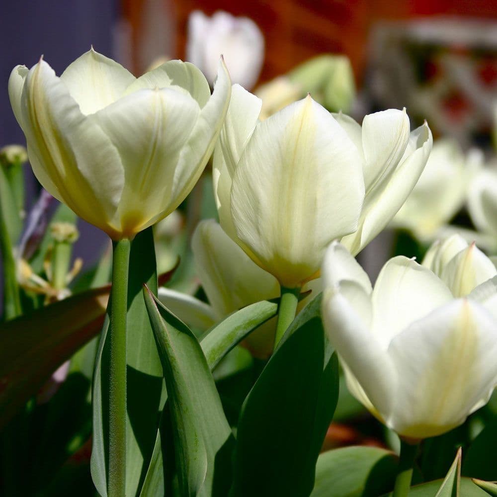 WHITE PURISSIMA/WHITE EMPEROR TULIPA FOSTERIANA