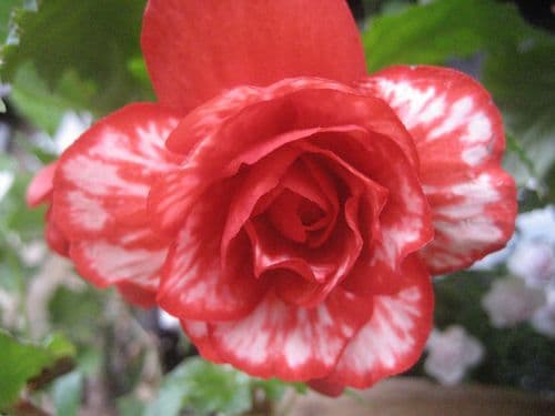 WHITE & RED BEGONIA PICOTEE TYPE
