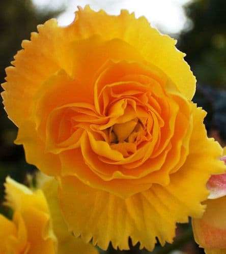 YELLOW DOUBLE BEGONIA