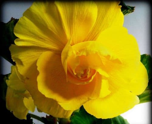 YELLOW DOUBLE BEGONIA