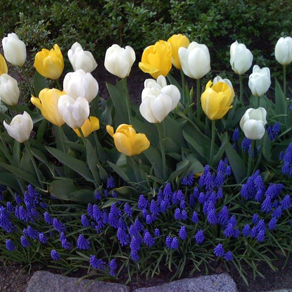YELLOW PURISSIMA/YELLOW EMPEROR TULIPA FOSTERIANA
