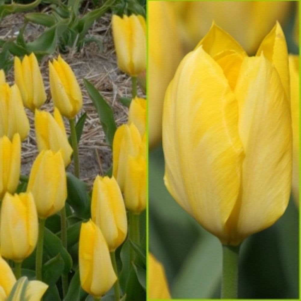 YELLOW PURISSIMA/YELLOW EMPEROR TULIPA FOSTERIANA