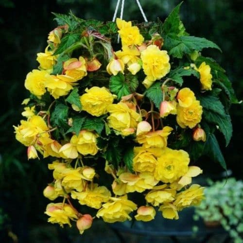 YELLOW TRAILING PENDULA BEGONIA