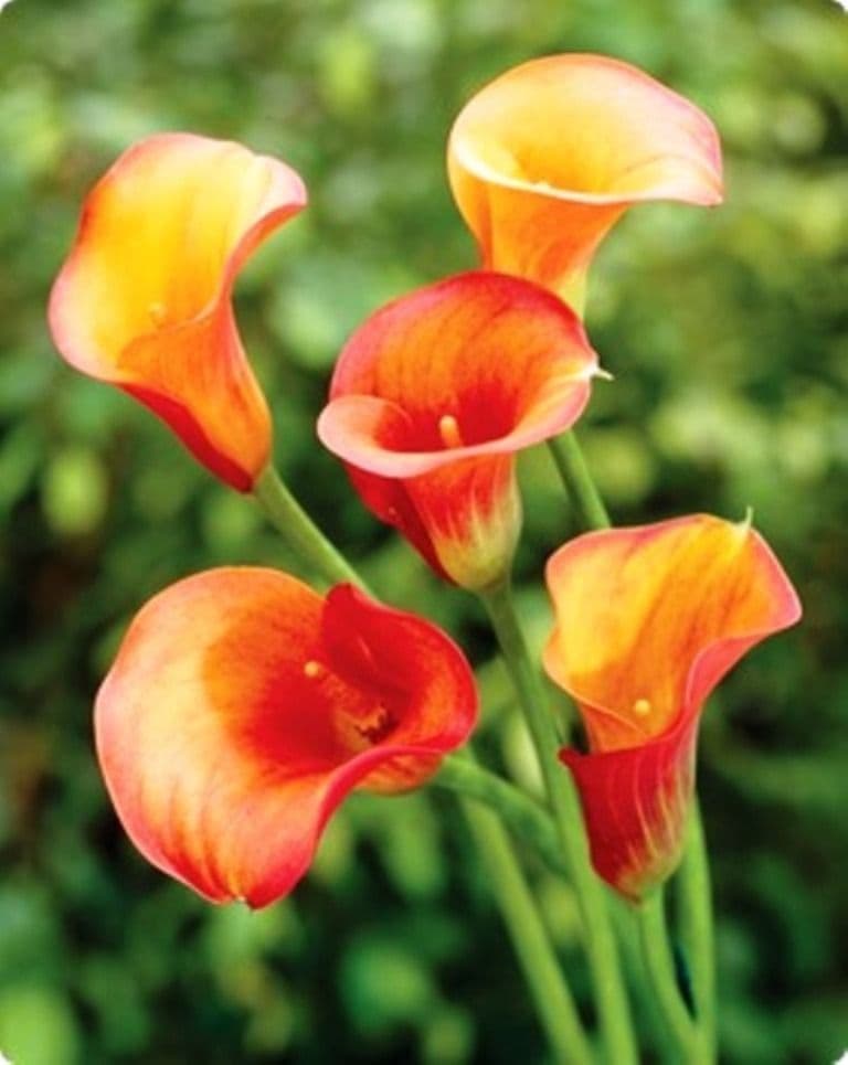 Zantedeschia Flame Calla Arum Lily Bulbs Size 24/-