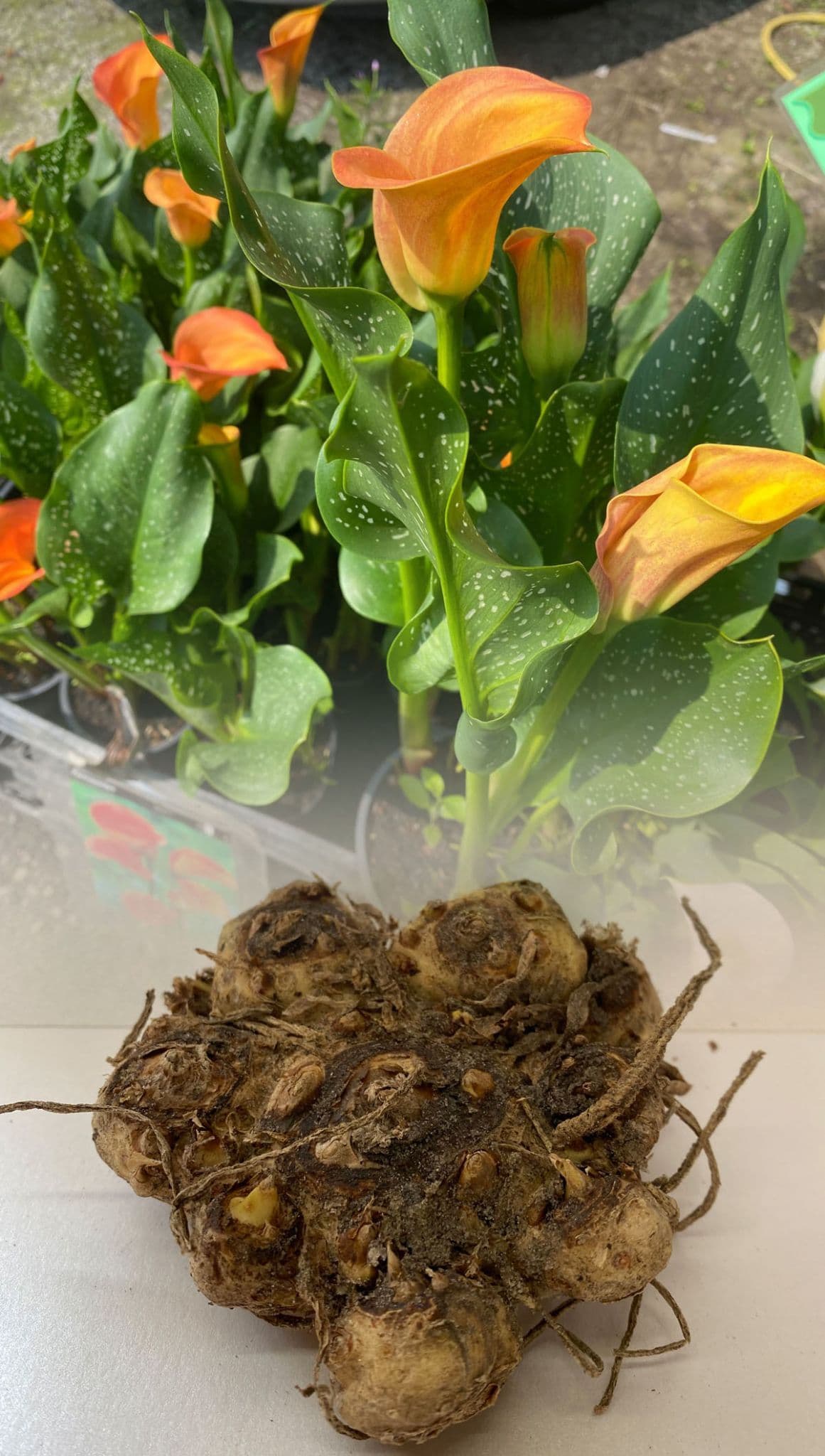 Zantedeschia Flame Calla Arum Lily Bulbs Size 24/-