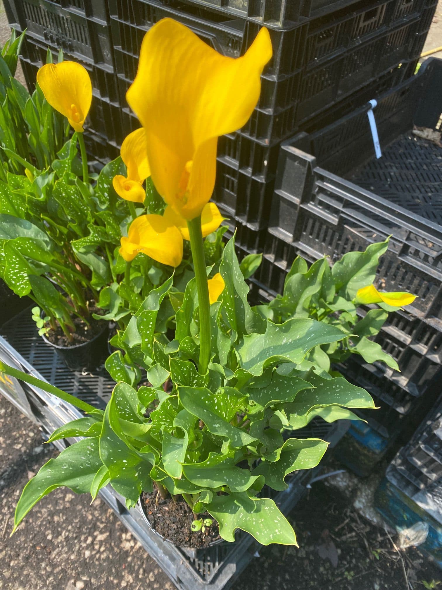 Zantedeschia Florex Gold Arum Lily Bulbs Size 20/-