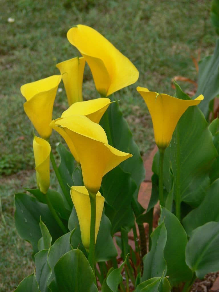 Zantedeschia Florex Gold Arum Lily Bulbs Size 20/-