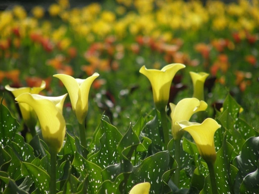 Zantedeschia Florex Gold Arum Lily Bulbs Size 20/-