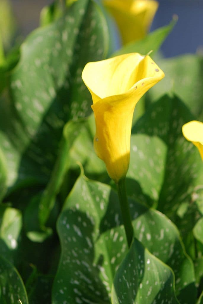 Zantedeschia Florex Gold Arum Lily Bulbs Size 20/-
