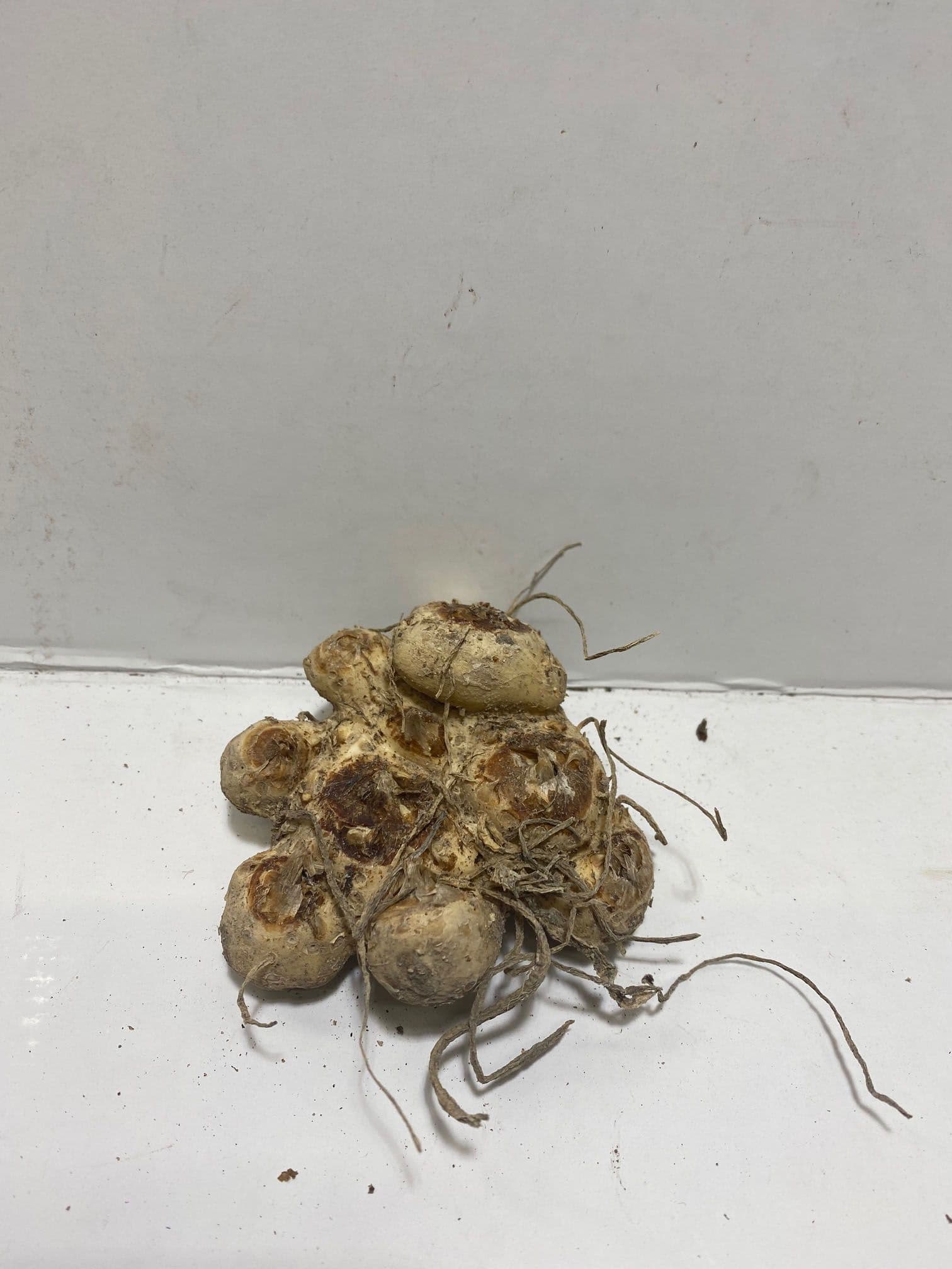 Zantedeschia Pink Giant Arum Lily Bulbs Size 22/24