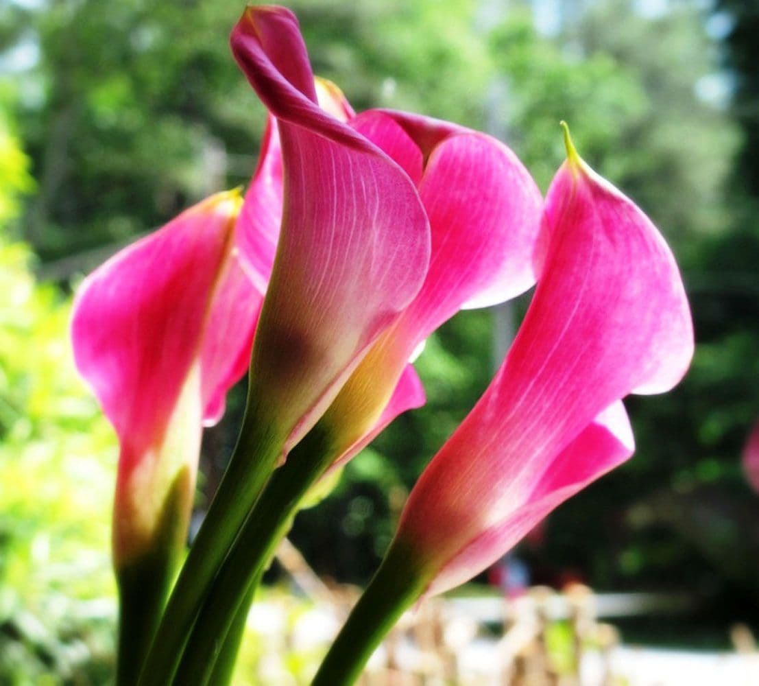 Zantedeschia Pink Giant Arum Lily Bulbs Size 22/24